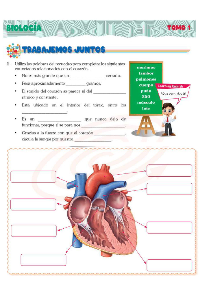 Actividad Sistema Circulatorio | PDF