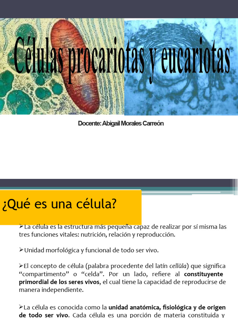 Celulas procariotas y eucariotas | PDF | Biología Celular) | Eucariotas