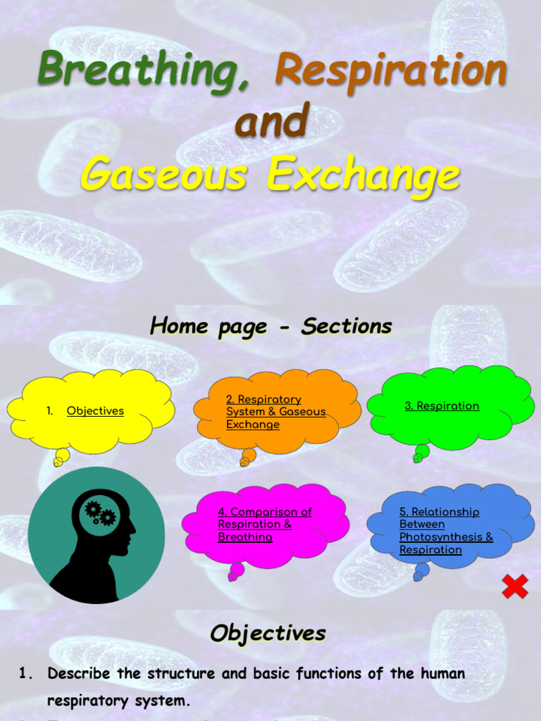 Breathing Respiration and Gaseous Exchange HSB | PDF | Respiratory ...