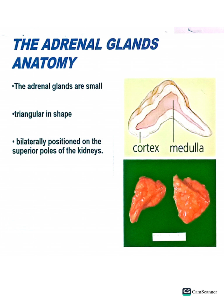 Steroid- Dr. Rumana Afroz (1) | PDF