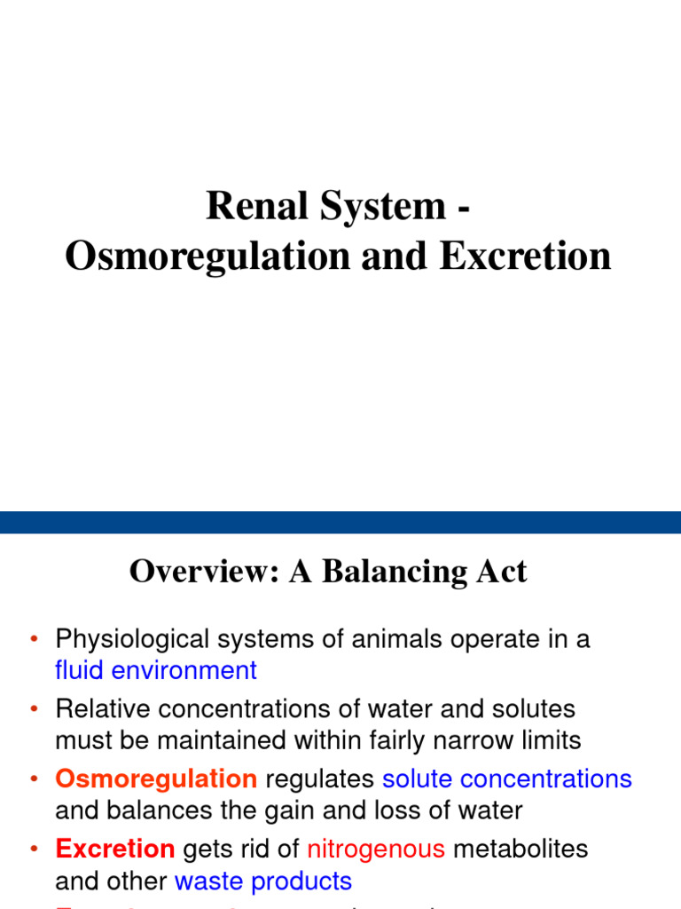 3 Renal System | PDF | Kidney | Urinary System