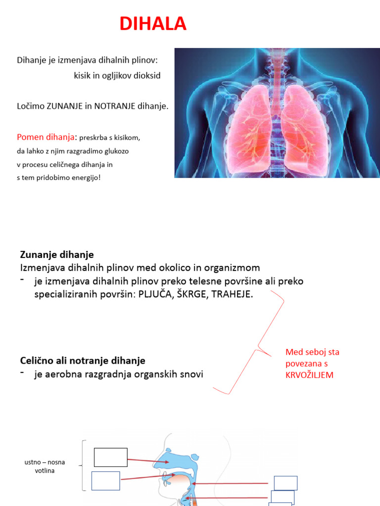 Dihalni Sistem | PDF