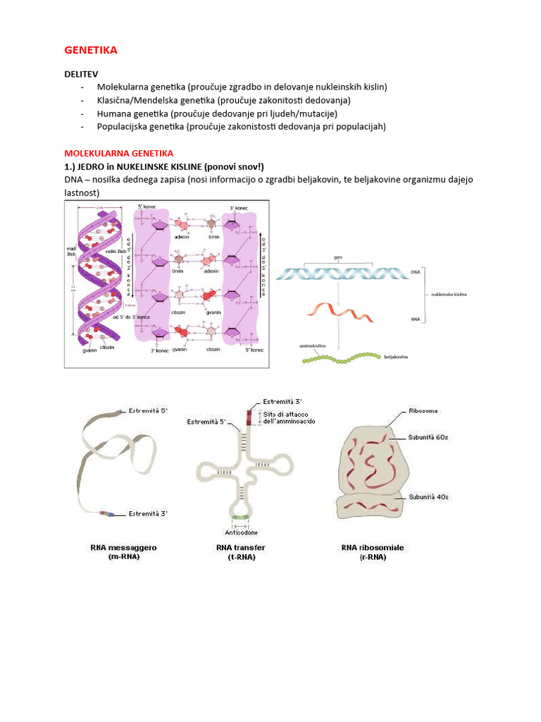 Genetika 2024 snov | PDF