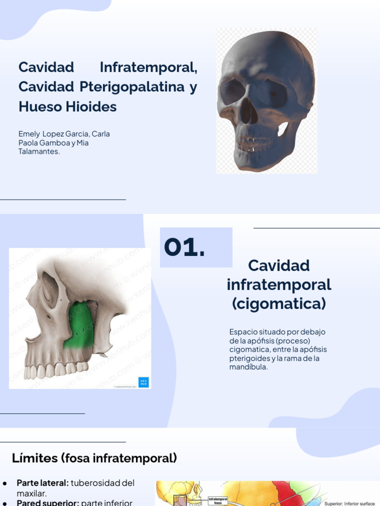 Cavidad Cigomatica, Pterigopalatina, Hioides | PDF | Sistema ...