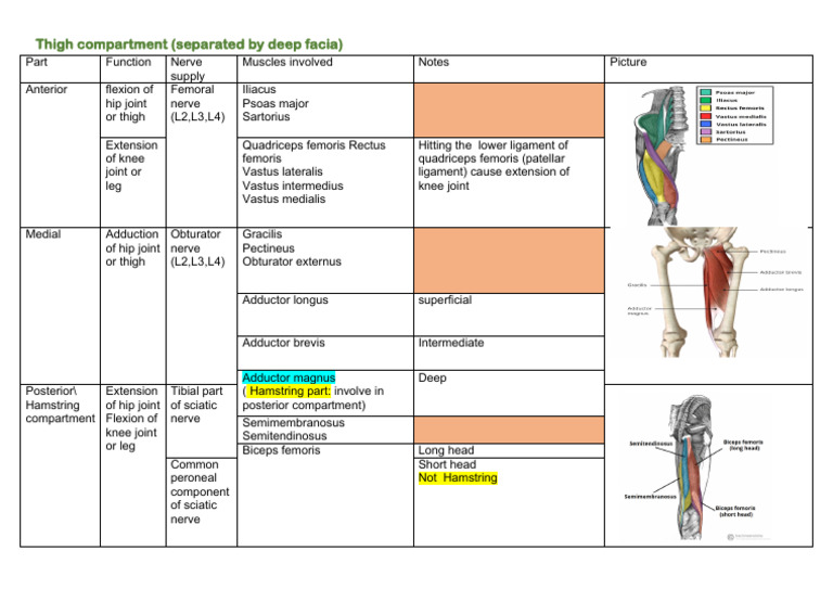 Thigh Compartment Muscles Summary | PDF