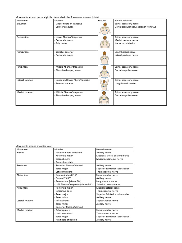 UL Nerve Summary | PDF | Anatomical Terms Of Motion | Shoulder