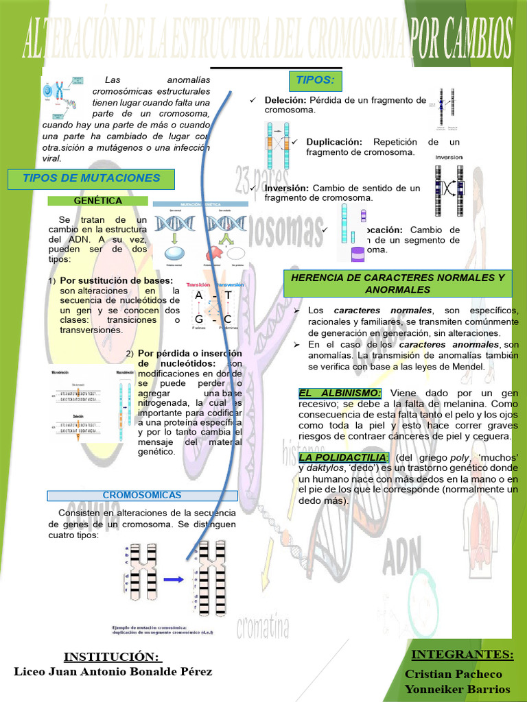 Alteracion de La Estructura Del Cromosoma | PDF | Gene | Cromosoma