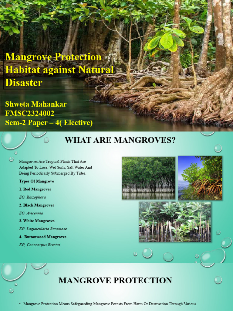 Shweta Mahankar Paper-4 (Fmsc2324002) Final PDF | PDF | Mangrove | Storm Surge
