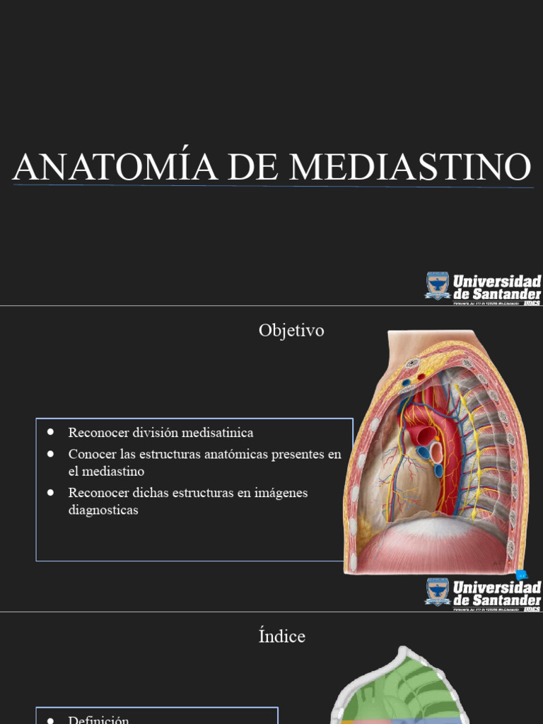 Anatomía Mediastino | PDF | Anatomía | Tórax (anatomía humana)