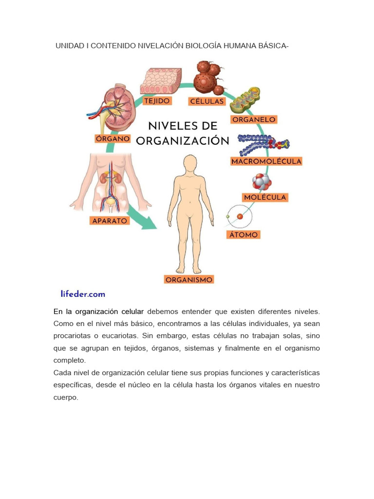 SEMANA I_FICHA_NIVELACIÓN BIOLOGÍA HUMANA BÁSICA. SOFIA AVALOS | PDF
