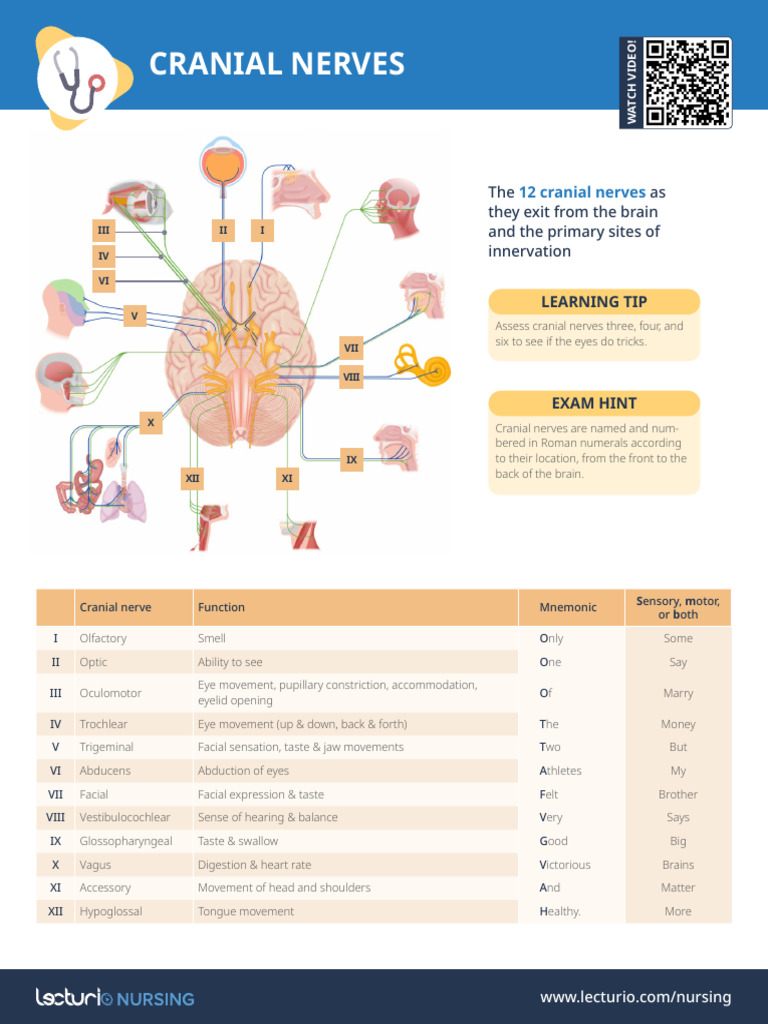 Overview of Cranial Nerves Functions | PDF | Human Anatomy | Neuroscience