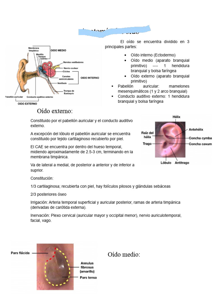 Anatomía del Oído: Estructuras y Funciones | PDF | Oído | Escuchando