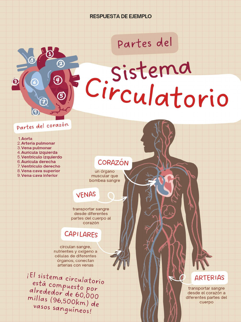 el sistema circulatorio | PDF