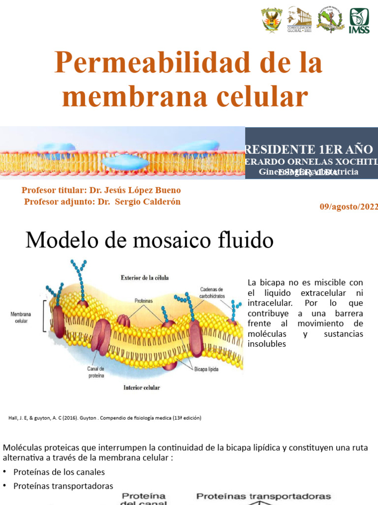 Permeabilidad de La Membrana Celular | PDF | Bicapa lipídica | Membrana celular