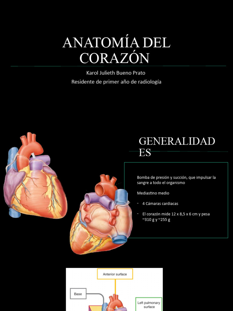 Anatomía Del Corazón | PDF