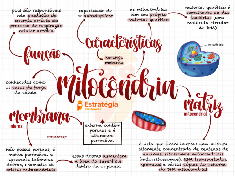 Mapa Mental - Mitocôndria - Biologia | PDF