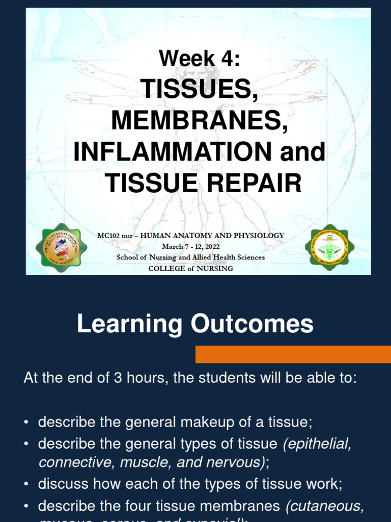 Week 4 Lecture Notes On Tissues, Membranes, Inflammation and Tissue ...