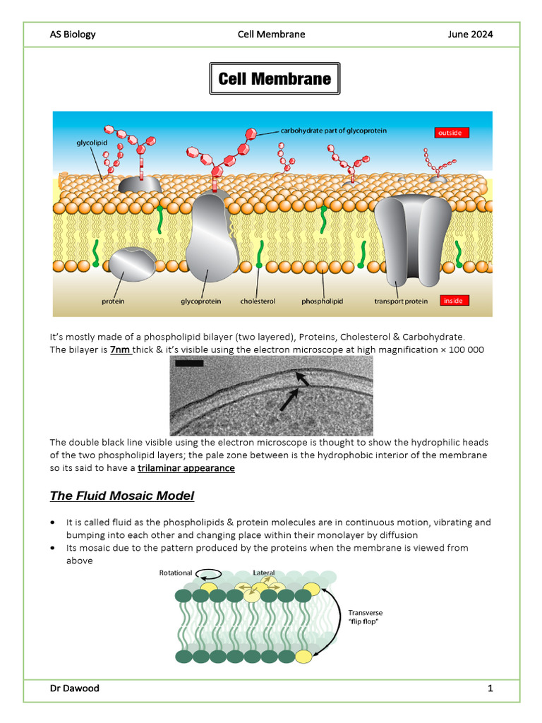4) Cell Membrane | PDF | Cell Membrane | Cell Signaling