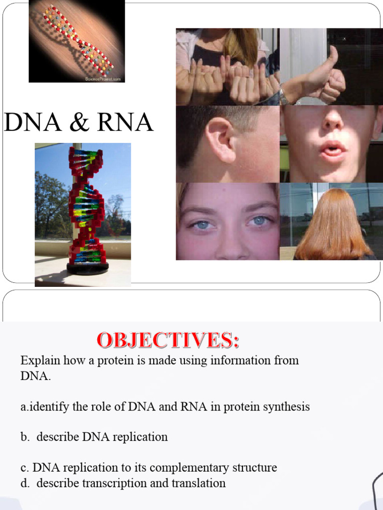 Dna Structure | PDF