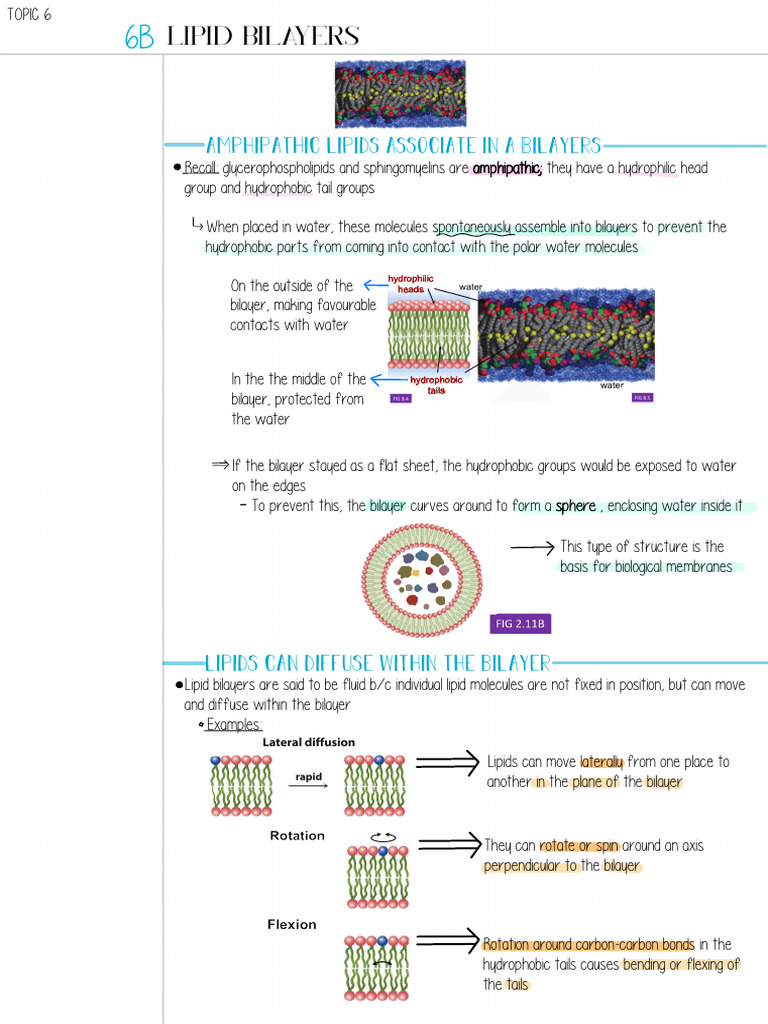 Biochem: Lipid Bilayers | PDF | Lipid Bilayer | Lipid