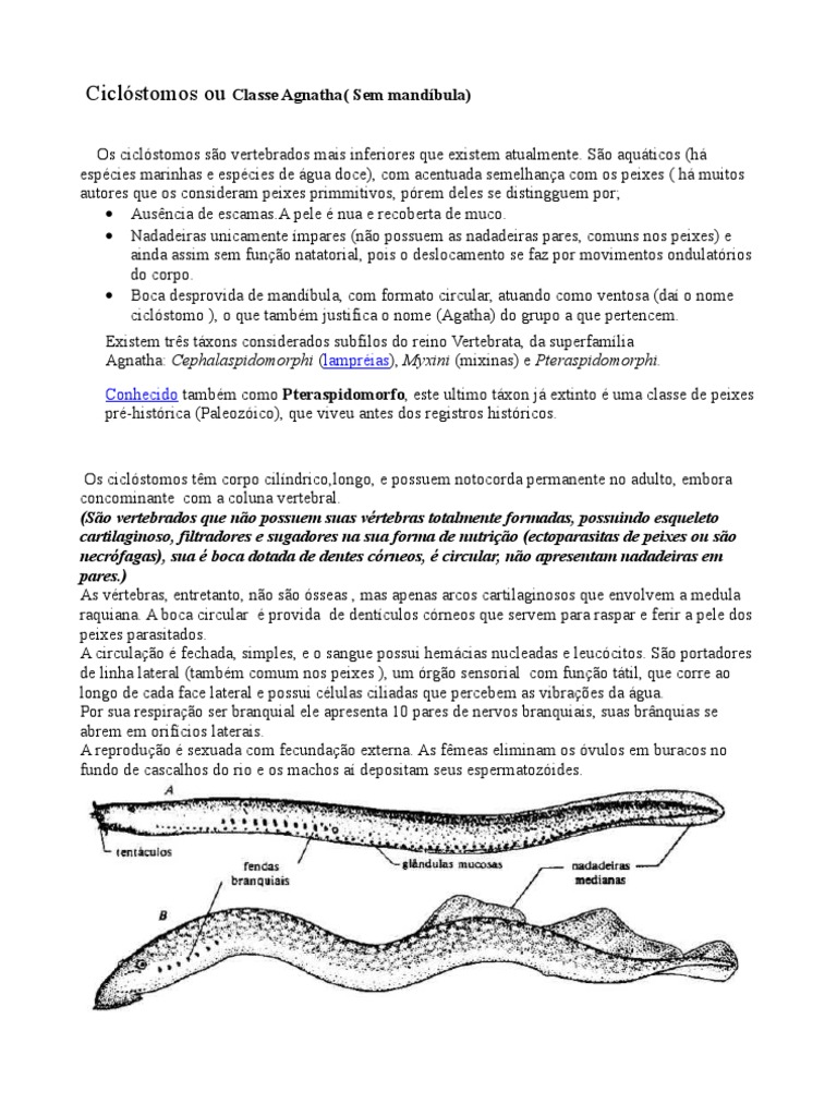Características dos Ciclóstomos | PDF | Zoologia | Natureza