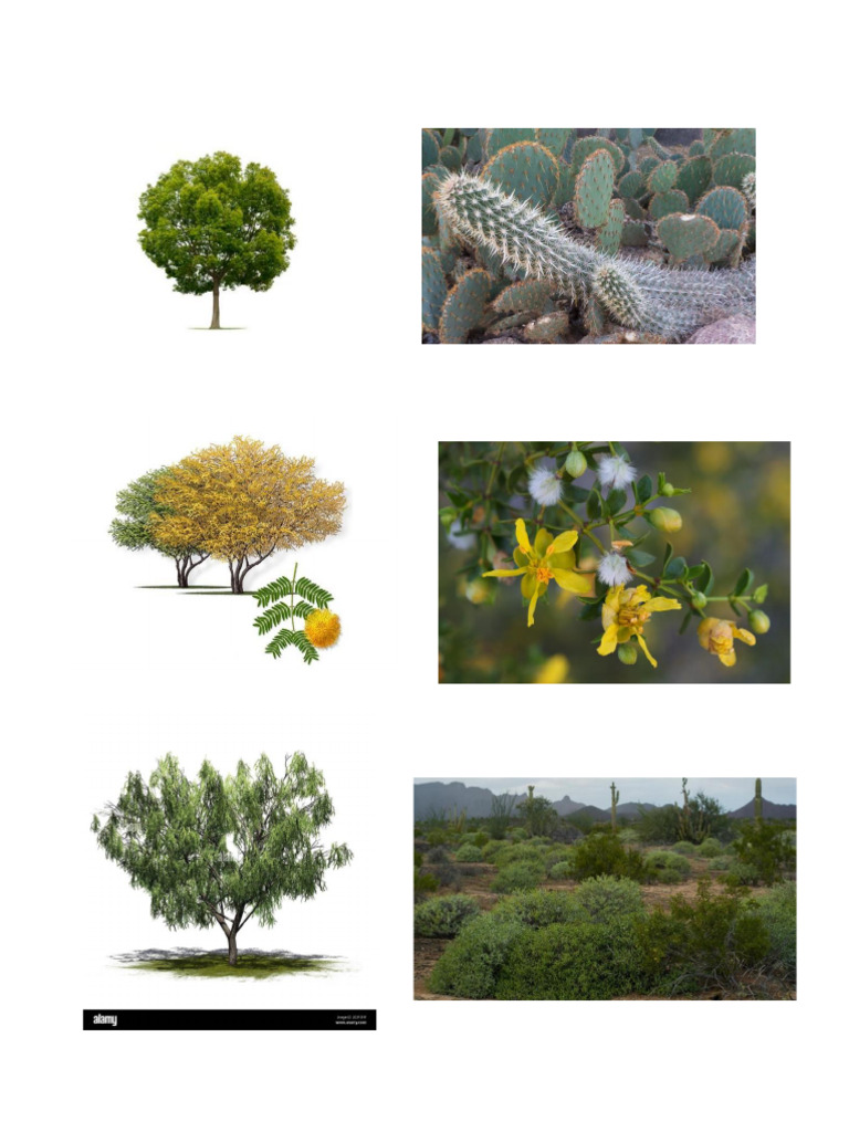 The Plants | PDF