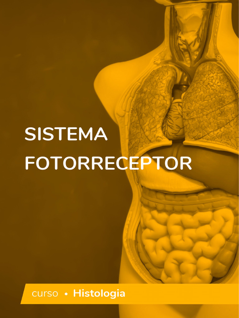 Sistema Fotorreceptor Vol 2 | PDF | Olho humano | Córnea