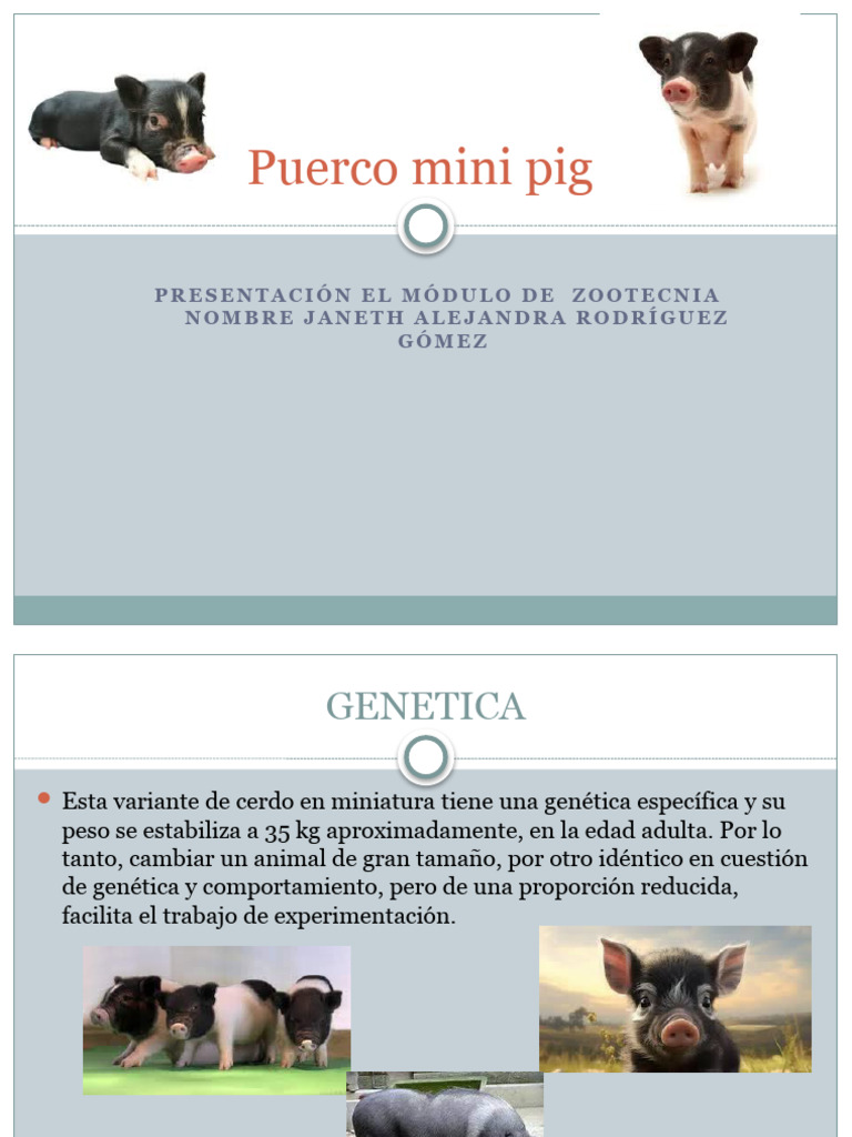 Puerco Mini Pig | PDF | Interrogatorio intenso | Alimentos