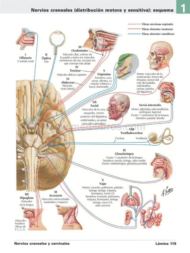 Pares Craneales | PDF | Neurología | Neurociencia