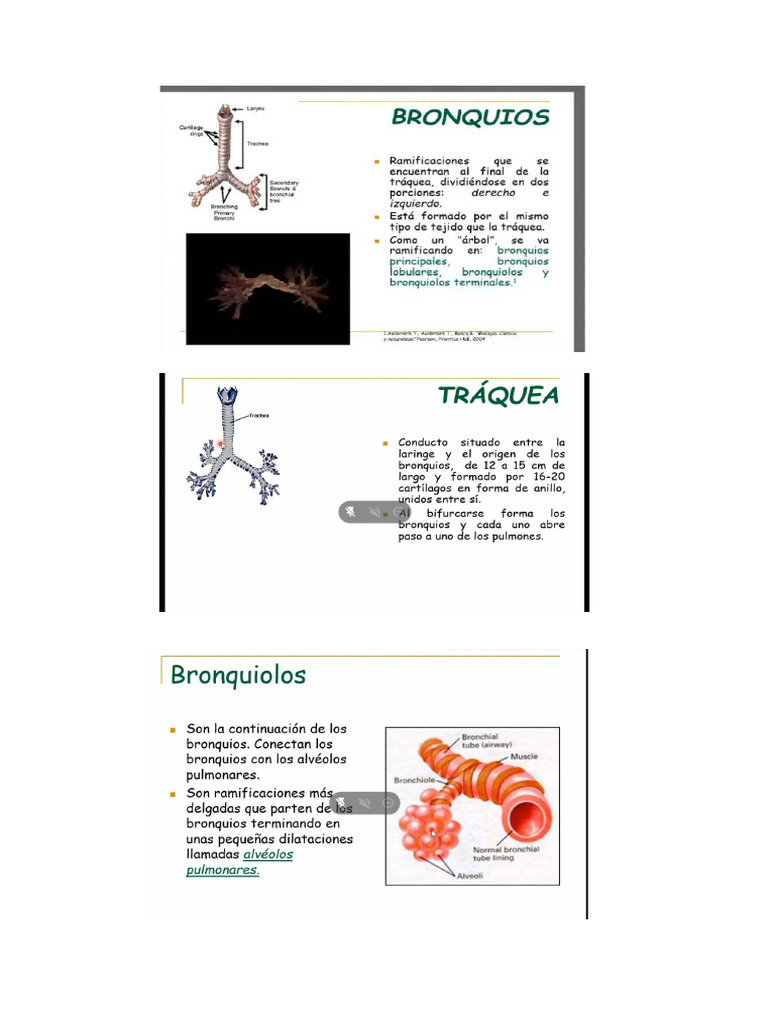 Clase Anatomia Pulmones Imp Pdf