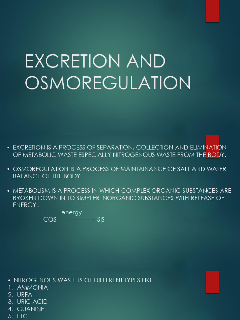 Excretion and Osmoregulation | PDF | Kidney | Angiotensin