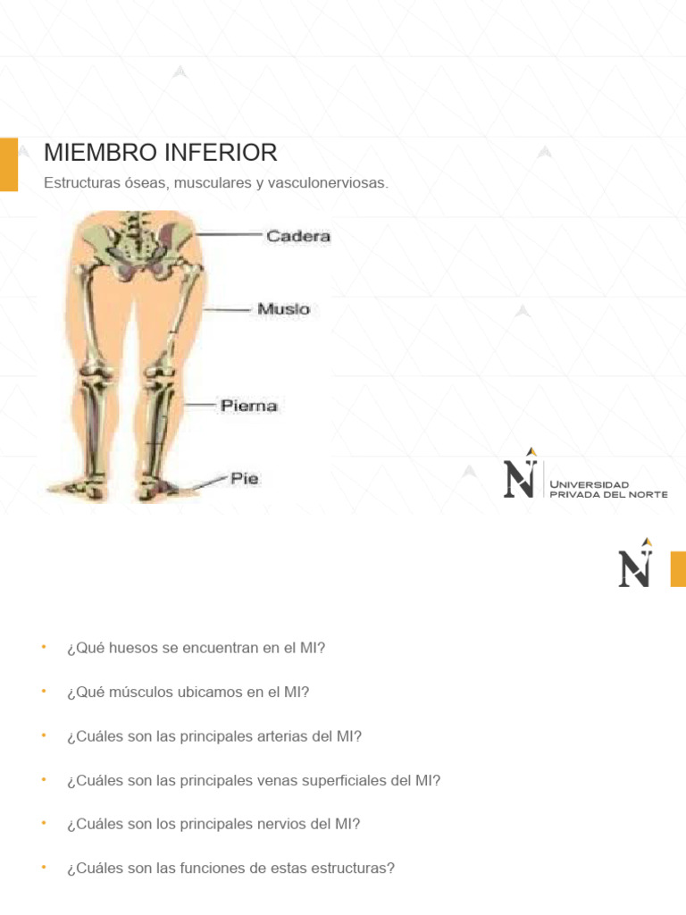 Miembro Inferior | PDF | Pelvis | Sistema esquelético