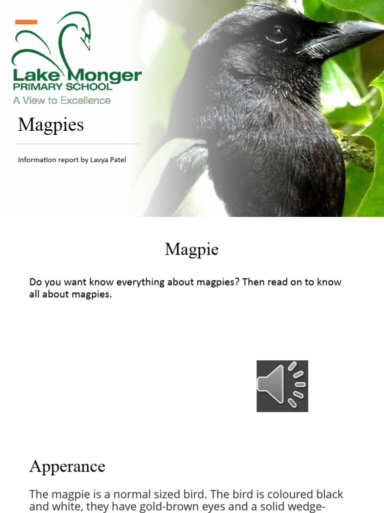 Magpies | PDF | Science & Mathematics