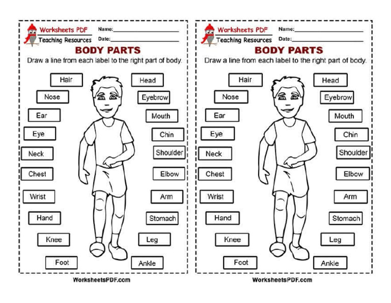 BODY PARTS | PDF
