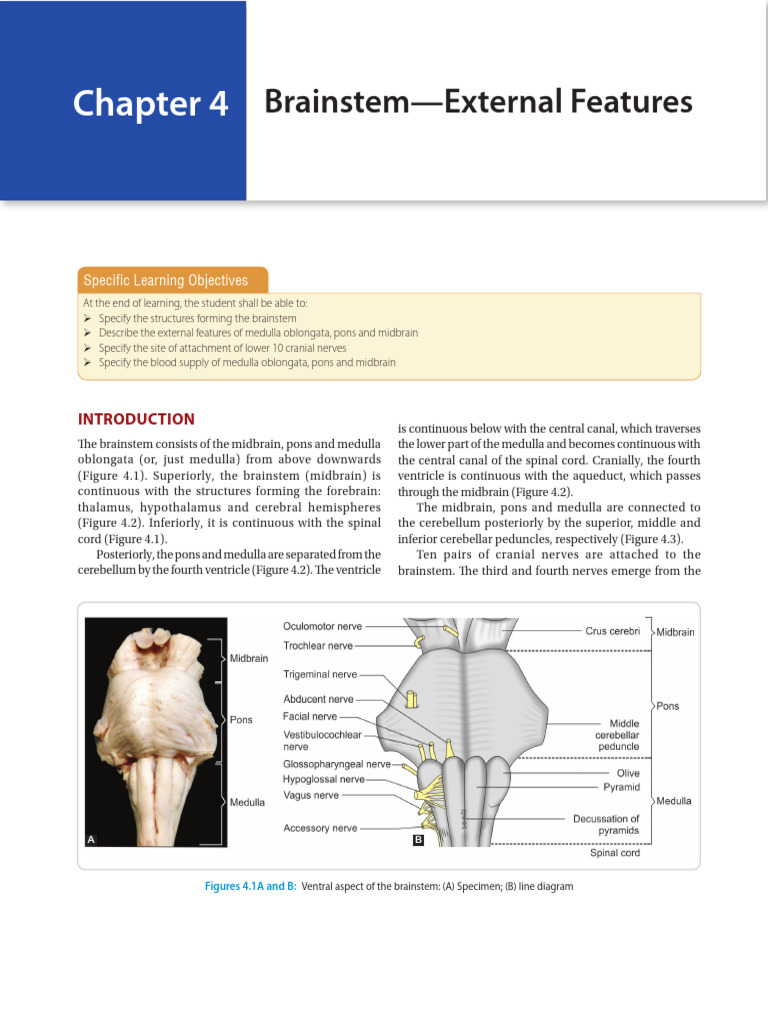 Brainstem External Features Guide | PDF