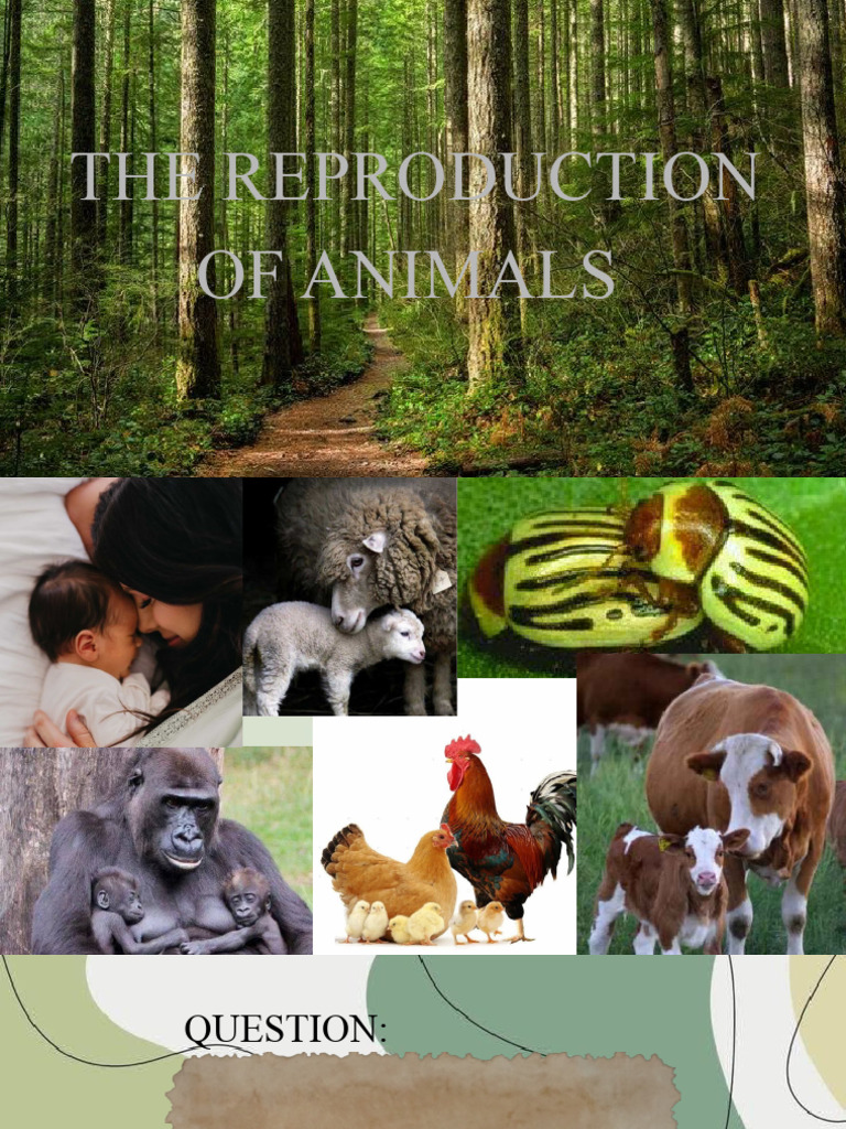 The Reproduction of Animals | PDF | Reproduction | Egg