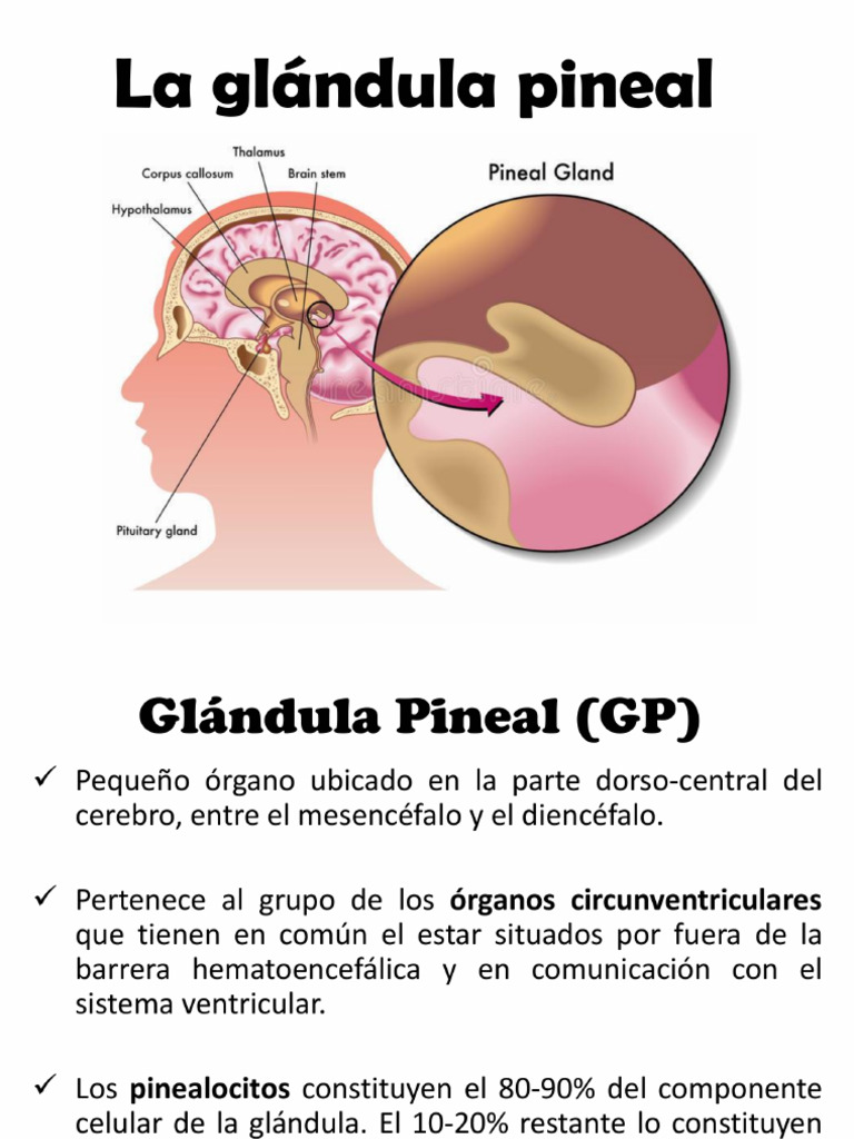 Glandula Pineal | PDF