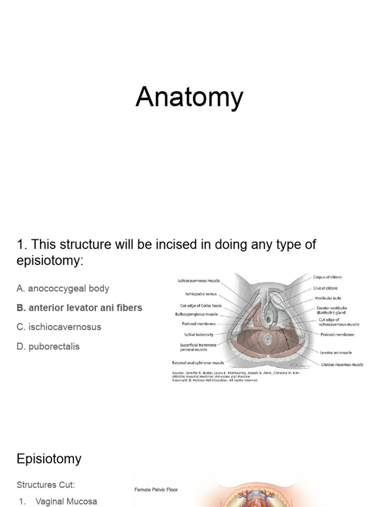 01 Anatomy | Download Free PDF | Vagus Nerve | Thumb