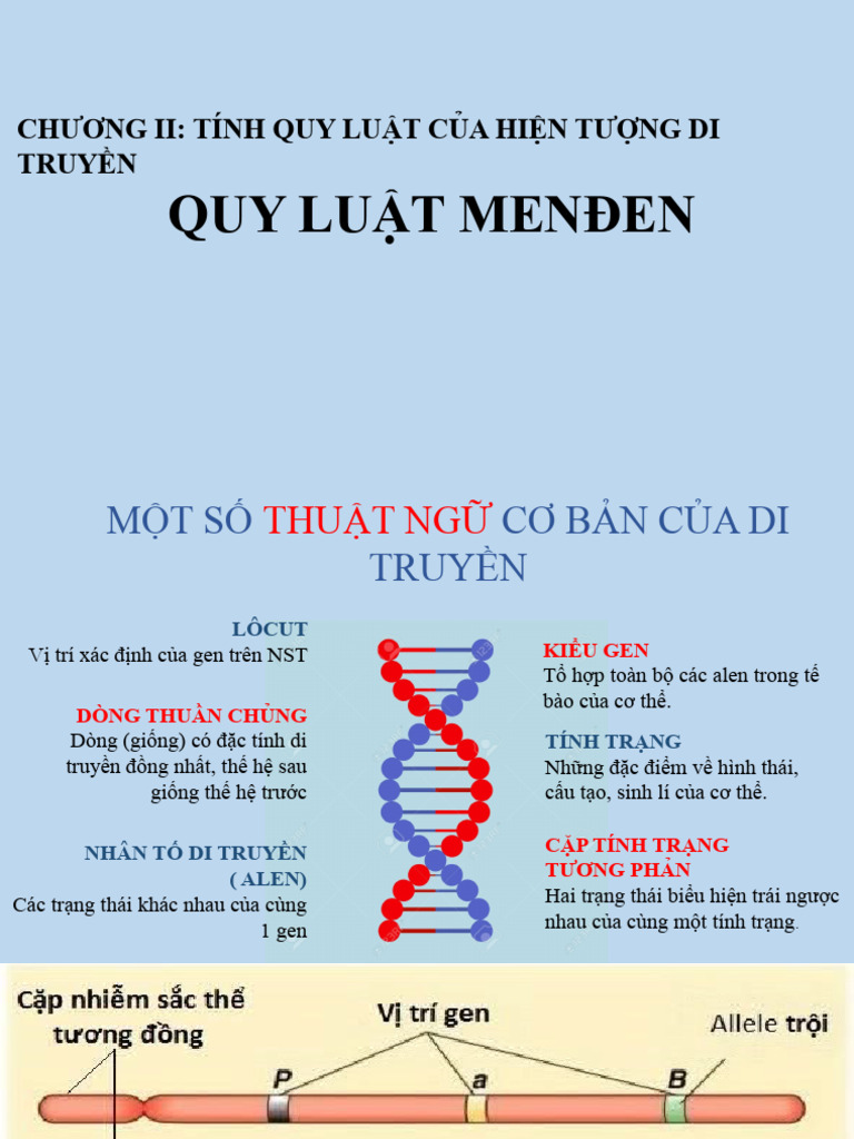 6. QUY LUẬT PHÂN LI- PHÂN LI ĐỘC LẬP CỦA MENĐEN | PDF