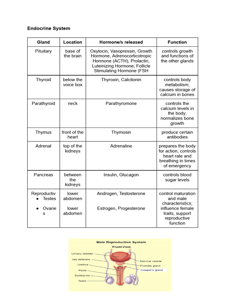Endocrine System & Menstruation | PDF | Menstrual Cycle | Uterus