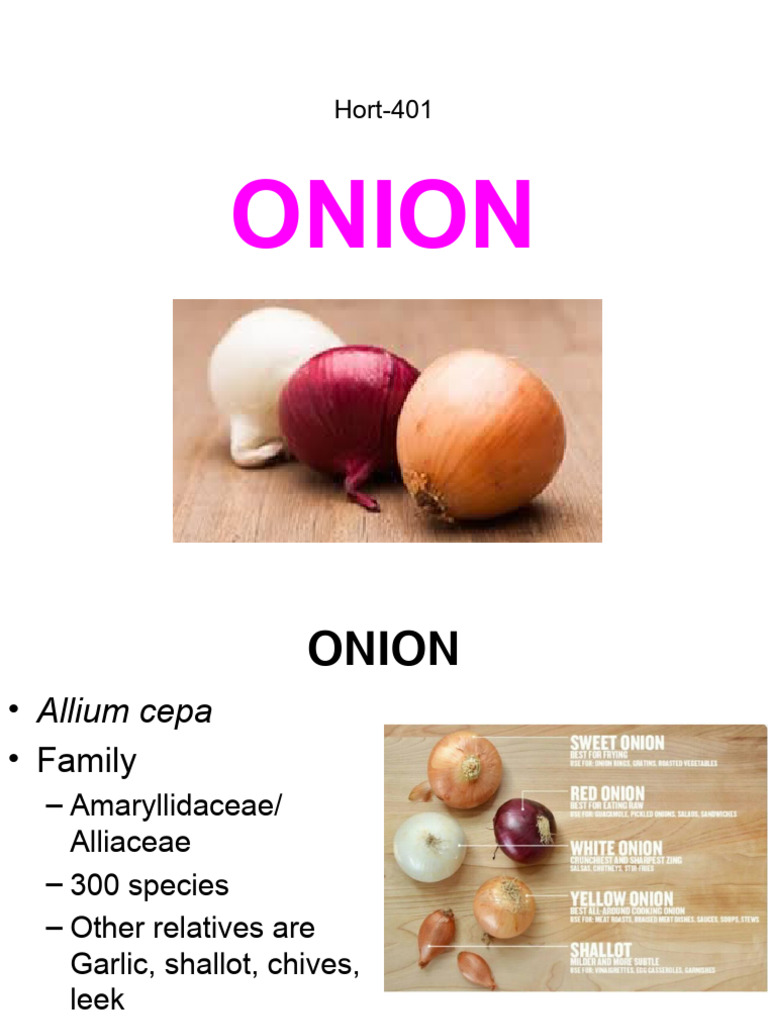 Onion | PDF | Onion | Sowing