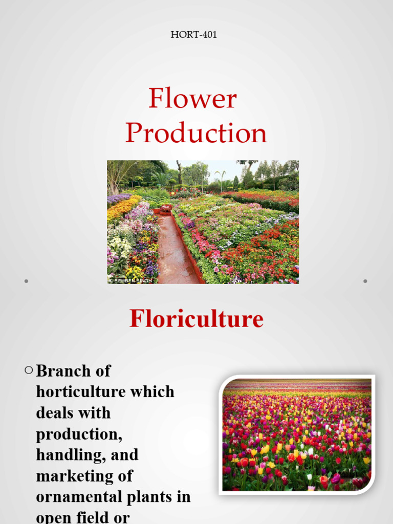 Flower Production | PDF | Rose | Pruning