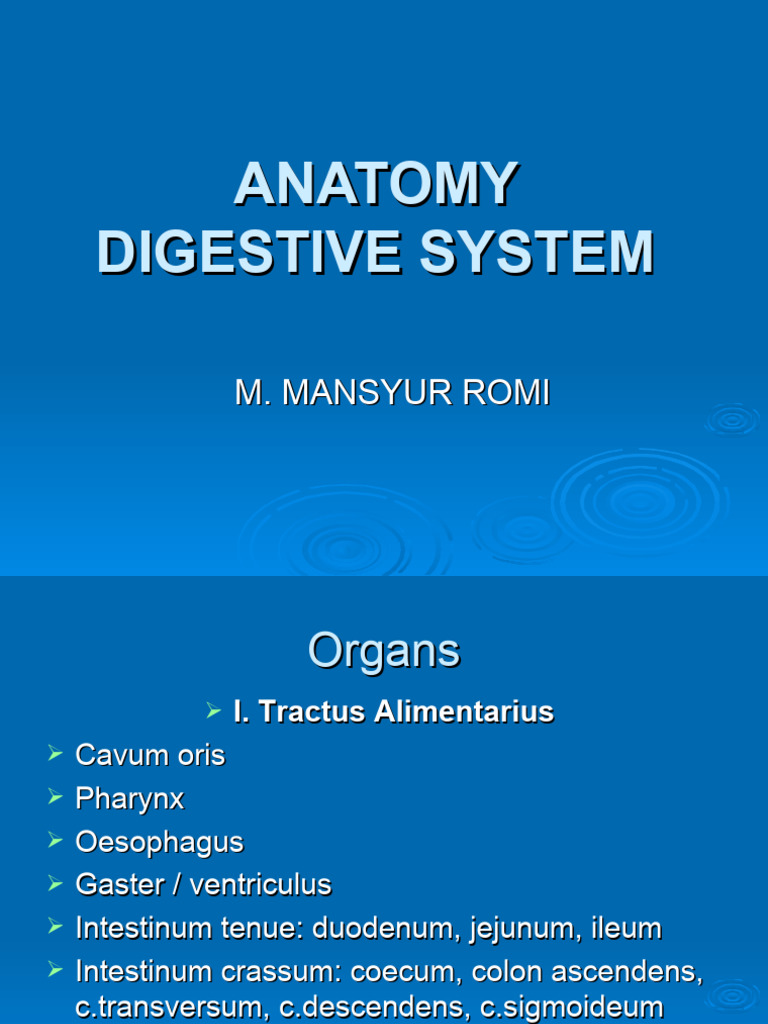 Anatomi Sistem Digesti.1 | PDF | Liver | Small Intestine