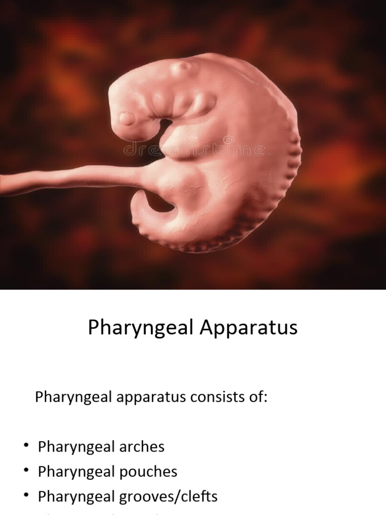 02-Pharyngeal Arches, Pouches and Clefts | PDF | Anatomy | Human Anatomy