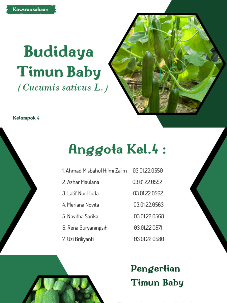 KEL. 4 Budidaya Timun Baby - Compressed | PDF
