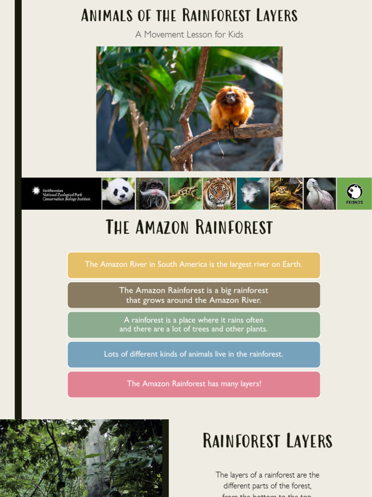Amazon Rainforest | PDF | Rainforest | Frog