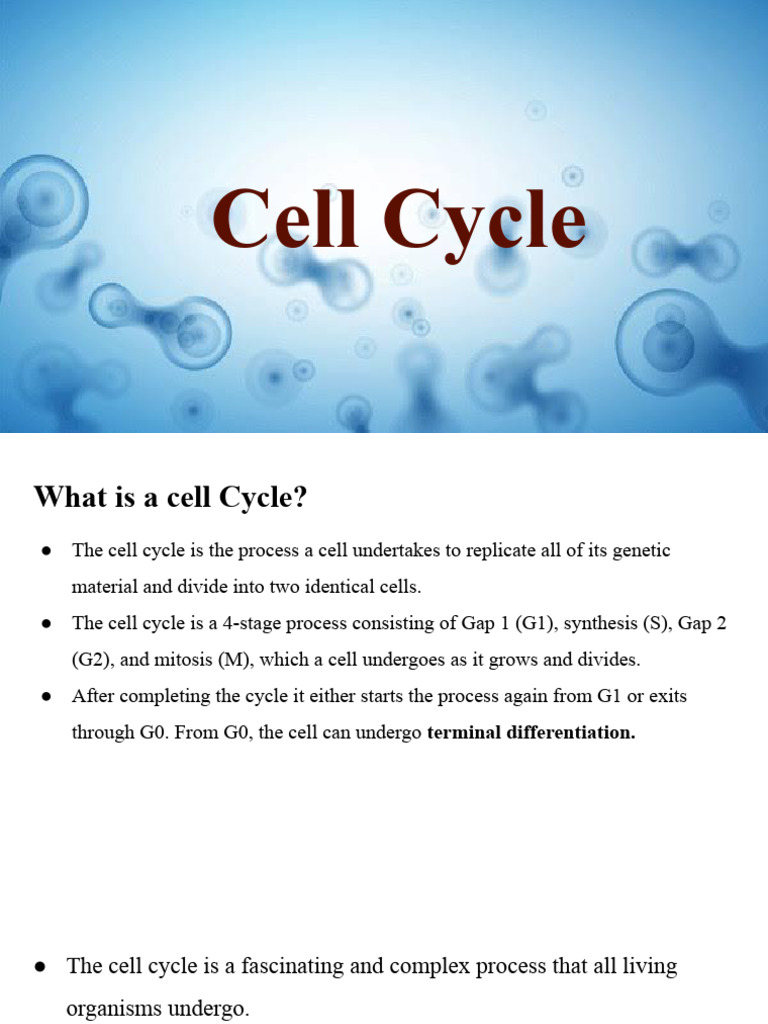 Cell Cycle Pdf Meiosis Mitosis