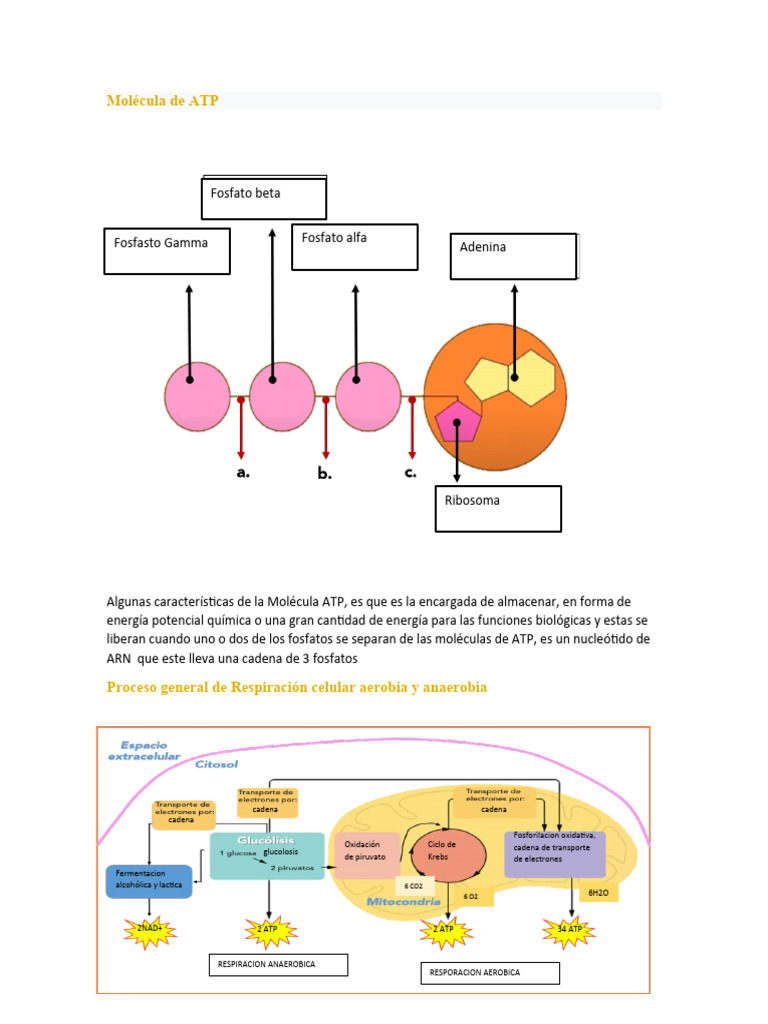Características de la Molécula ATP y Respiración Celular | PDF ...