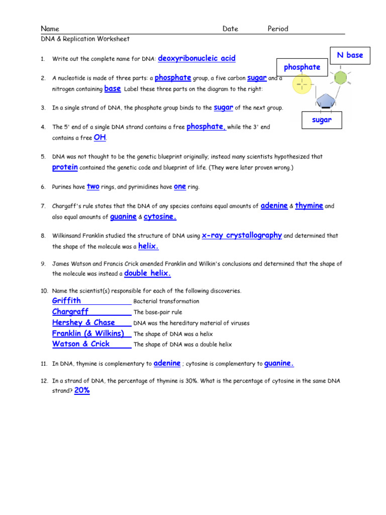 DNA and Replication Worksheet Answers | Download Free PDF | Dna | Dna ...