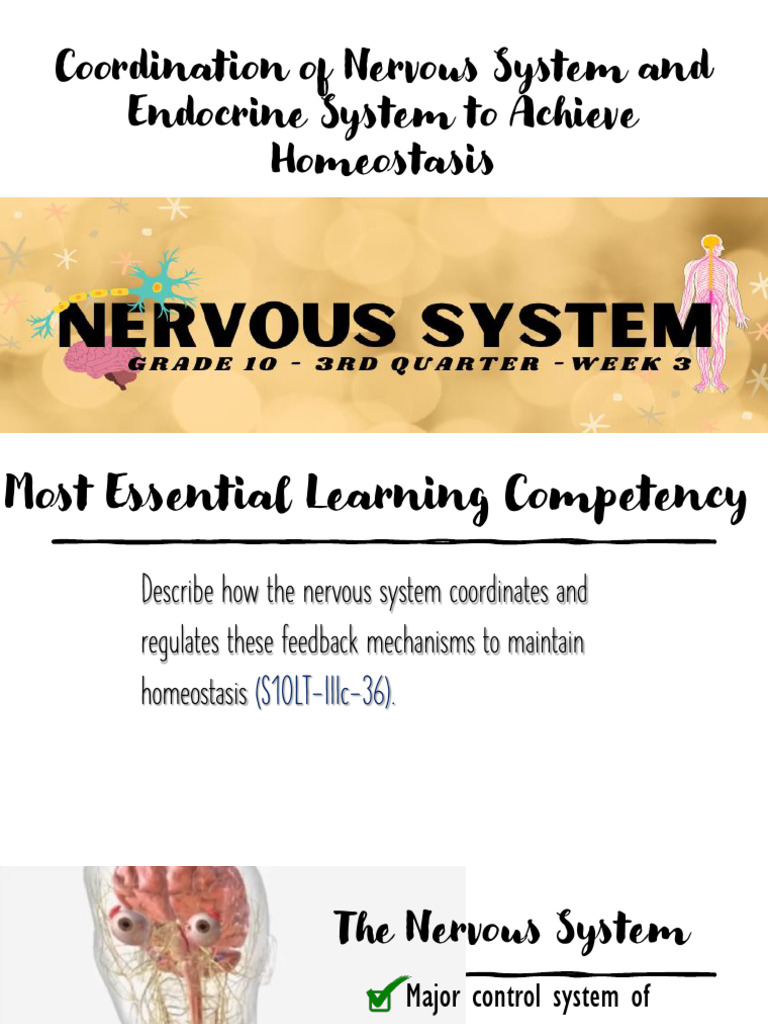 Nervous and Endocrine Systems in Homeostasis | PDF | Self-Improvement